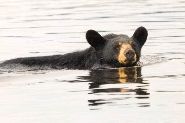 Take 5: Burly Black Bears | Mass Audubon – Your Great Outdoors
