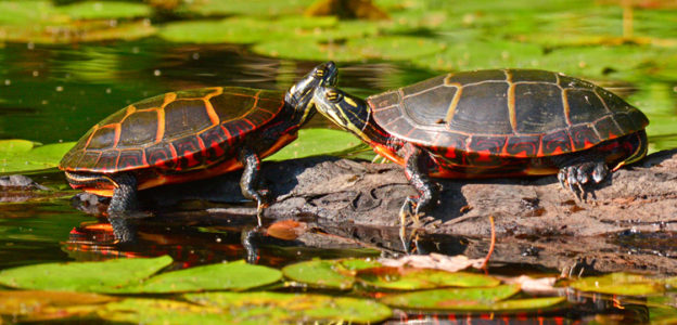 Take 5: Painted Turtles | Mass Audubon – Your Great Outdoors