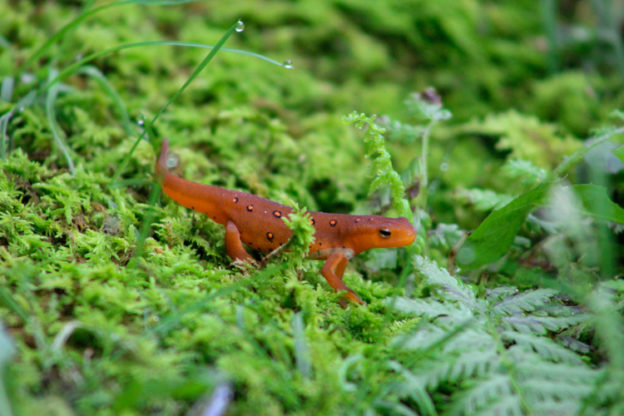 Take 5: Red Efts | Mass Audubon – Your Great Outdoors