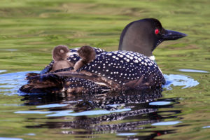 Take 5: Loon-back Rides | Mass Audubon – Your Great Outdoors