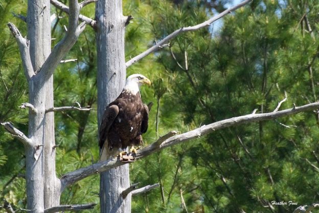 The Triumphant Return of Bald Eagles | Mass Audubon – Your Great Outdoors