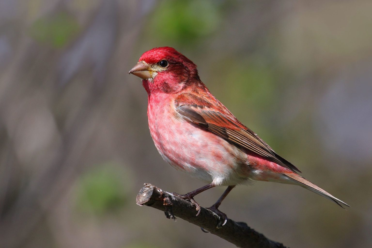 Siskins and Grosbeaks and Purple Finches, Oh My! | Mass Audubon – Your ...
