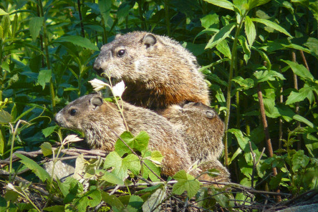 Take 5: Groundhog Day | Mass Audubon – Your Great Outdoors