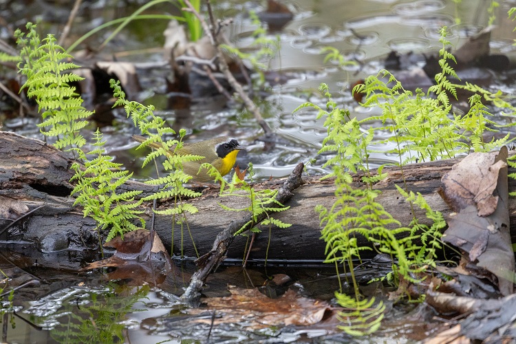 Always Up for a Challenge | Mass Audubon – Your Great Outdoors