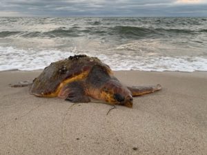 Nature Notes | Mass Audubon – Your Great Outdoors | Page 2