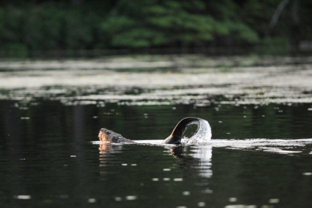 Take 5: Eager Beavers | Mass Audubon – Your Great Outdoors