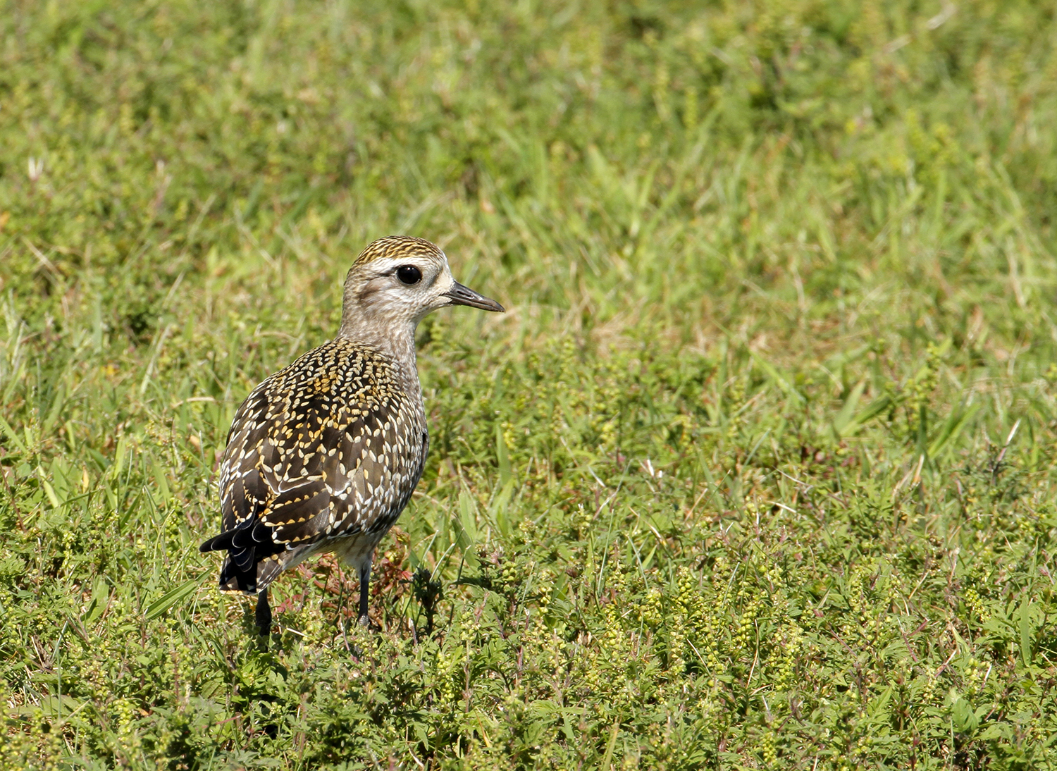 shorebirds of massachusetts | Mass Audubon – Your Great Outdoors