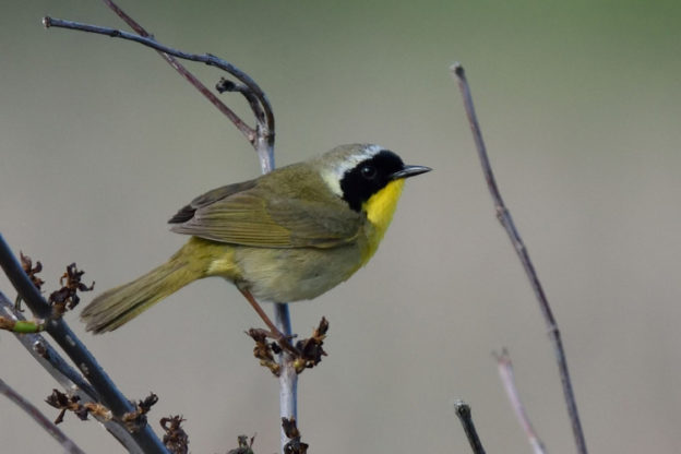 Follow That Yellow Bird | Mass Audubon – Your Great Outdoors